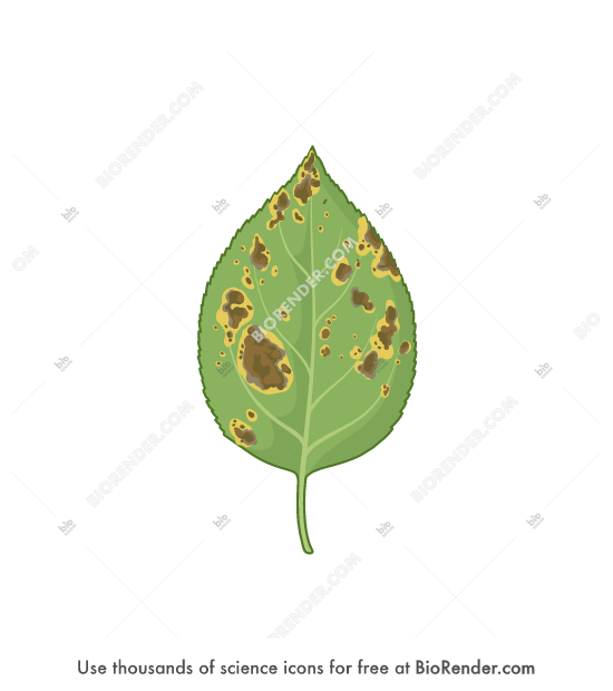 Free Leaf (blight) Icons, Symbols & Images | BioRender