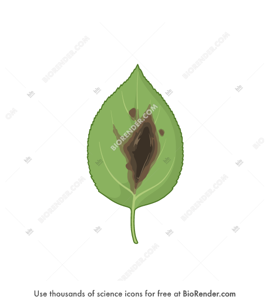 Free Leaf (botrytis) Icons, Symbols & Images | BioRender