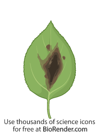 Free Leaf (botrytis) Icons, Symbols & Images | BioRender
