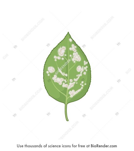 Free Leaf (powdery mildew) Icons, Symbols & Images | BioRender