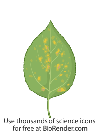 Free Leaf (downy mildew) Icons, Symbols & Images | BioRender