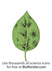 Free Leaf (aphids) Icons, Symbols & Images | BioRender