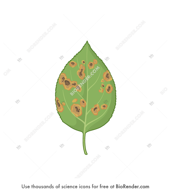 Free Leaf (rust) Icons, Symbols & Images | BioRender