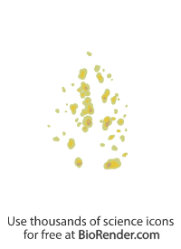 Free Leaf pathology (downy mildew) Icons, Symbols & Images | BioRender