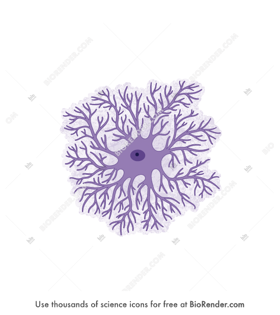 Free Astrocyte (extensive branching) Icons, Symbols & Images | BioRender