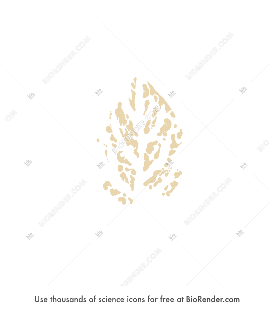 Free Leaf pathology (cold injury) Icons, Symbols & Images | BioRender