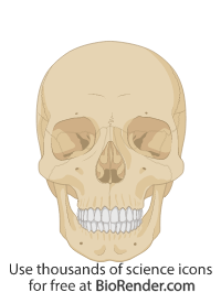 Free Humerus (anterior, detailed structure) Icons, Symbols & Images ...