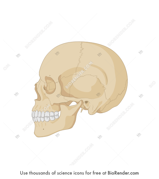 Free Skull (lateral) Icons, Symbols & Images | BioRender