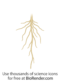 Free Soybean roots (young) Icons, Symbols & Images | BioRender