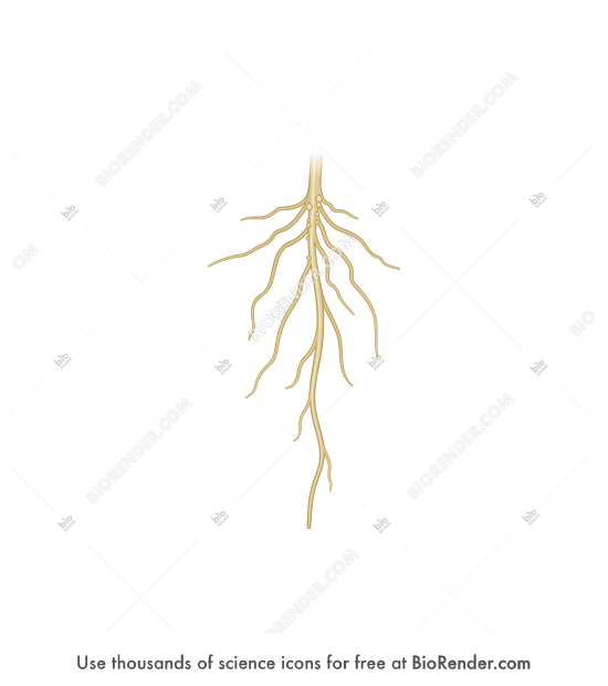 Free Soybean roots (young) Icons, Symbols & Images | BioRender