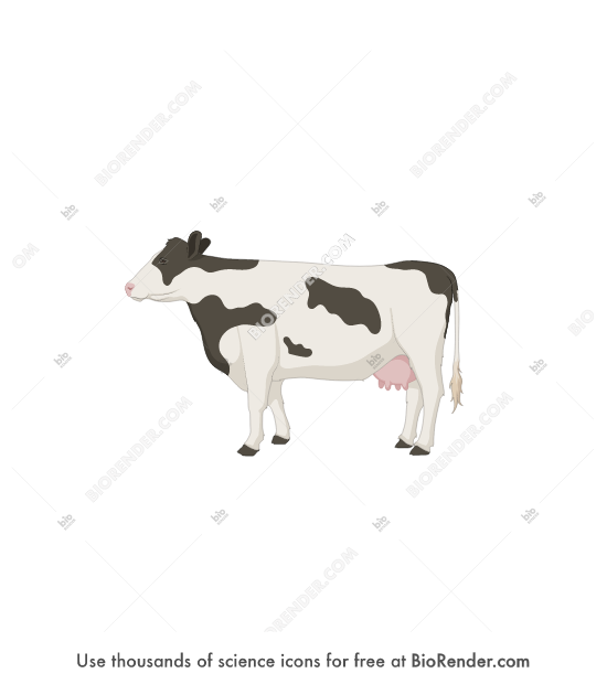 Free Cow Icons, Symbols & Images | BioRender