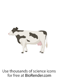 Free Cow Icons, Symbols & Images | BioRender
