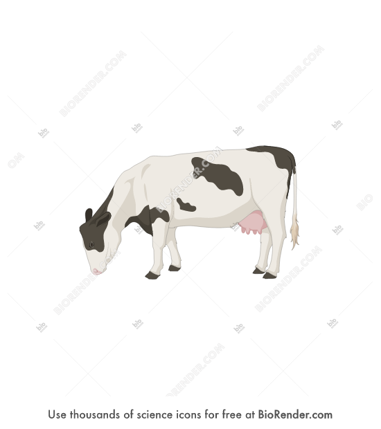 Free Cow (grazing) Icons, Symbols & Images | BioRender