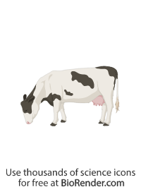 Free Cow (grazing) Icons, Symbols & Images | BioRender