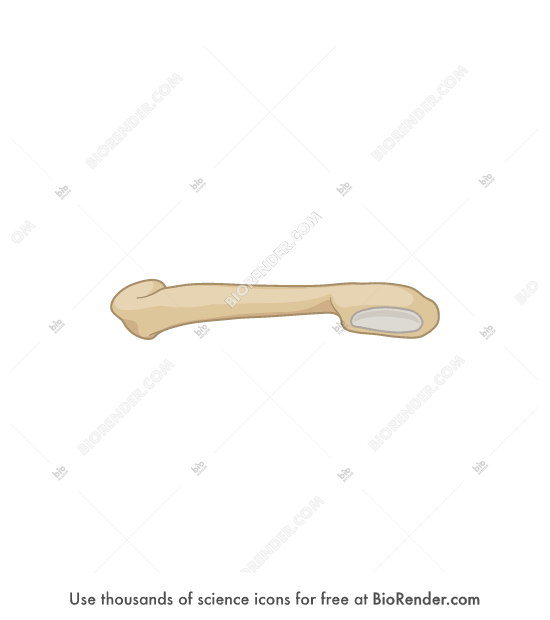 Free Clavicle (lateral) Icons, Symbols & Images | BioRender