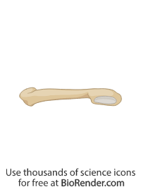 Free Clavicle (lateral) Icons, Symbols & Images | BioRender