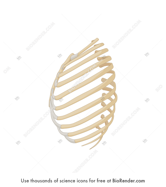 Free Ribcage (lateral) Icons, Symbols & Images | BioRender