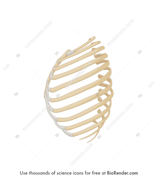 Free Ribcage (lateral, inhalation) Icons, Symbols & Images | BioRender