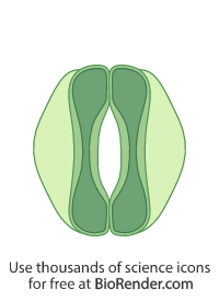 Free Guard cell (monocot stomata, open) Icons, Symbols & Images | BioRender