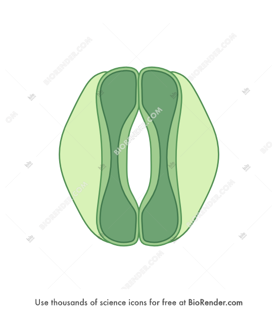 Free Guard cell (monocot stomata, open) Icons, Symbols & Images | BioRender