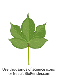 Free Cotton leaf (main stem) Icons, Symbols & Images | BioRender