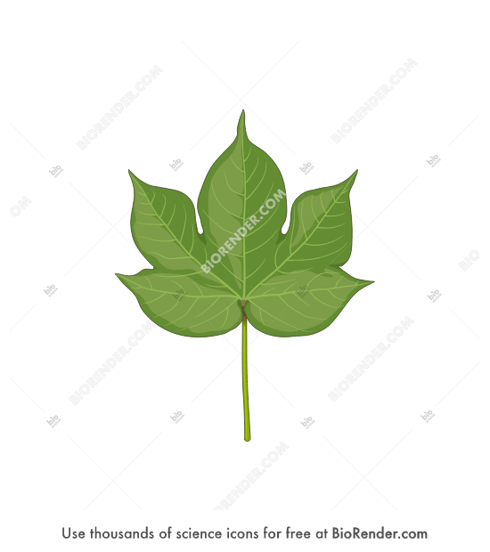 Free Cotton leaf (main stem) Icons, Symbols & Images | BioRender