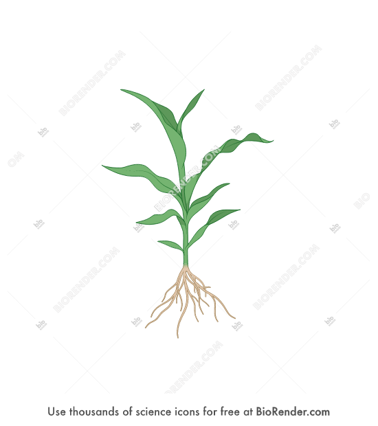 Free Sorghum seedling (stage 3) Icons, Symbols & Images | BioRender