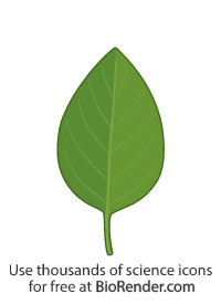 Free Soybean leaf (pointed ovate) Icons, Symbols & Images | BioRender