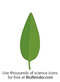 Free Soybean leaf (lanceolate) Icons, Symbols & Images | BioRender