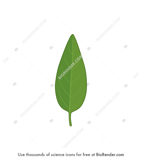 Free Soybean leaf (lanceolate) Icons, Symbols & Images | BioRender