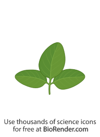 Free Soybean trifolate leaf (round ovate) Icons, Symbols & Images ...
