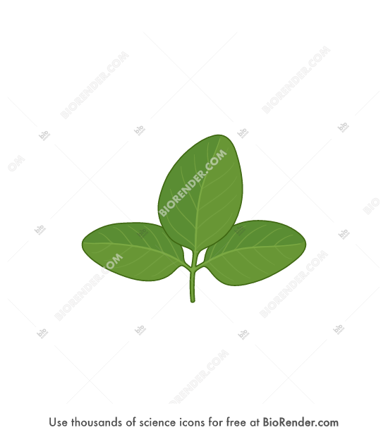Free Soybean trifolate leaf (round ovate) Icons, Symbols & Images ...