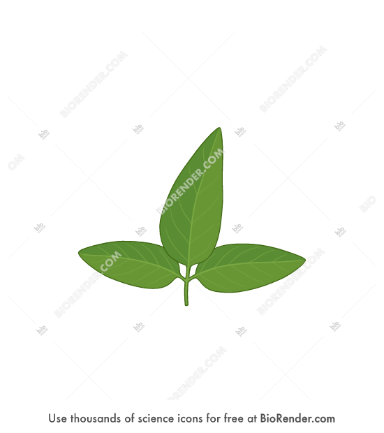 Free Soybean trifolate leaf (lanceolate) Icons, Symbols & Images ...