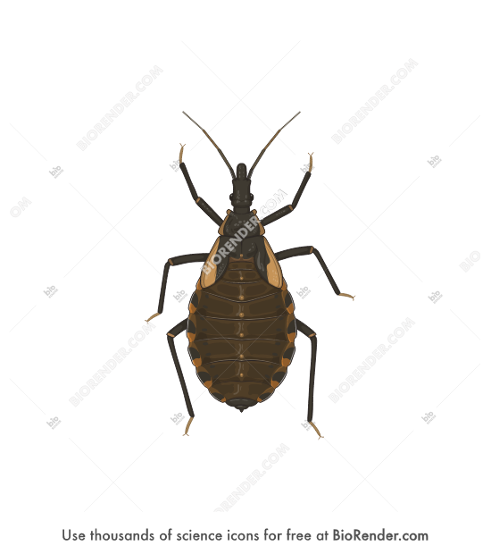 Free Kissing bug nymph (Triatoma gerstaeckeri, 5th stage) Icons ...