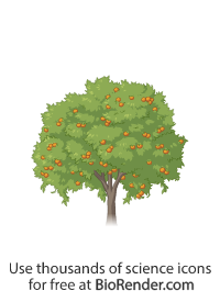 Free Orange tree Icons, Symbols & Images | BioRender