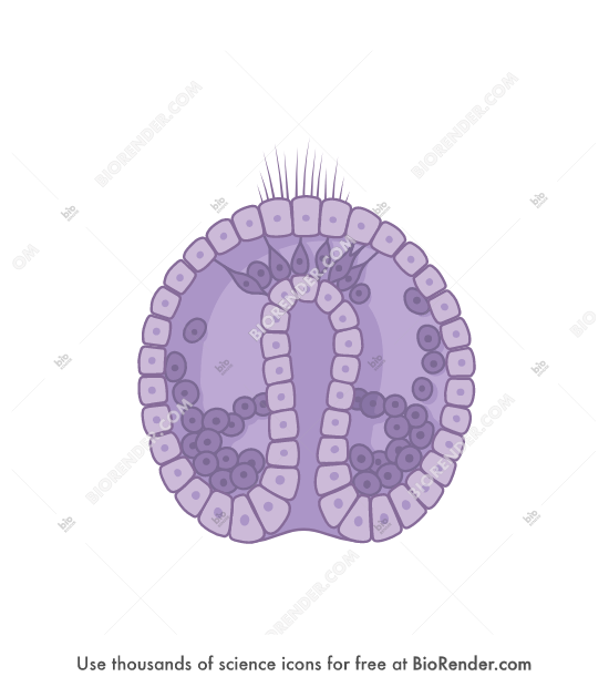 Free Sea urchin embryo (gastrula) Icons, Symbols & Images | BioRender