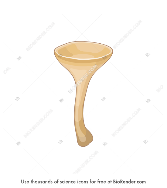 Free Apothecium Icons, Symbols & Images | BioRender