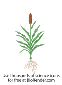 Free Sorghum (stage 8-9) Icons, Symbols & Images | BioRender