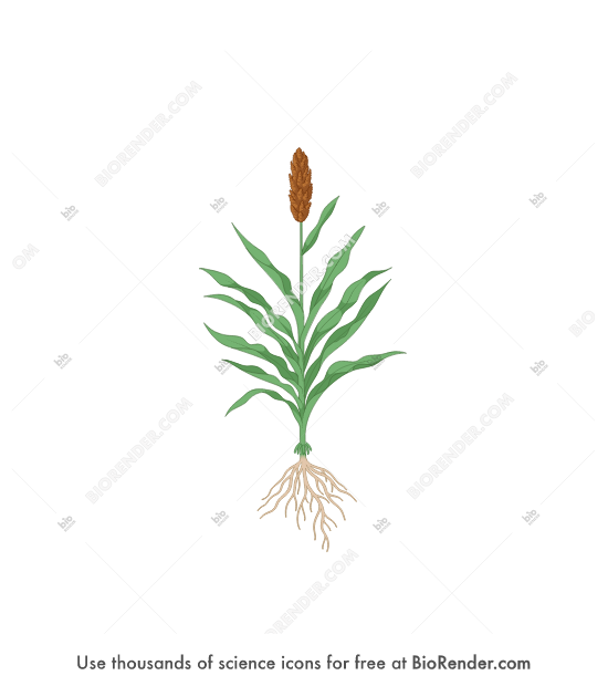 Free Sorghum (stage 8-9) Icons, Symbols & Images | BioRender