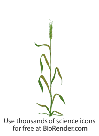 Free Wheat (with stem rust) Icons, Symbols & Images | BioRender
