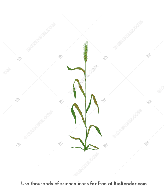 Free Wheat (with stem rust) Icons, Symbols & Images | BioRender