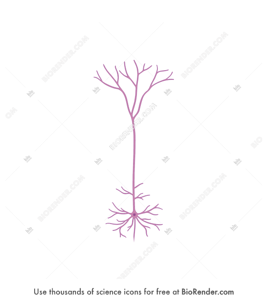 Free Pyramidal neuron (layer 5, intratelencephalic) Icons, Symbols ...