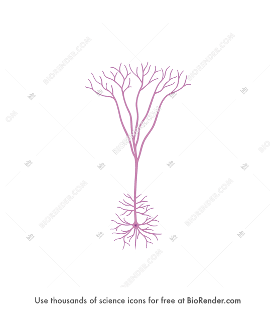 Free Pyramidal neuron (layer 5, extratelencephalic) Icons, Symbols ...