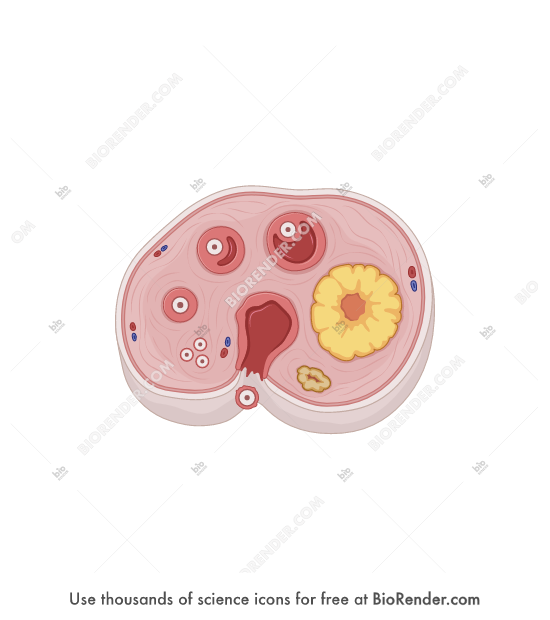 Free Horse ovary (cross-section, ovulation) Icons, Symbols & Images ...