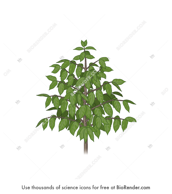 Free Coffee tree Icons, Symbols & Images | BioRender