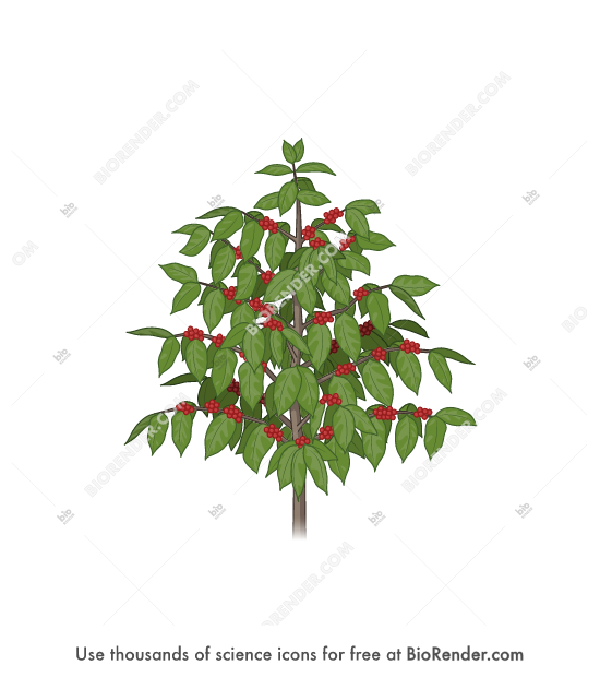 Free Coffee tree (with fruit) Icons, Symbols & Images | BioRender