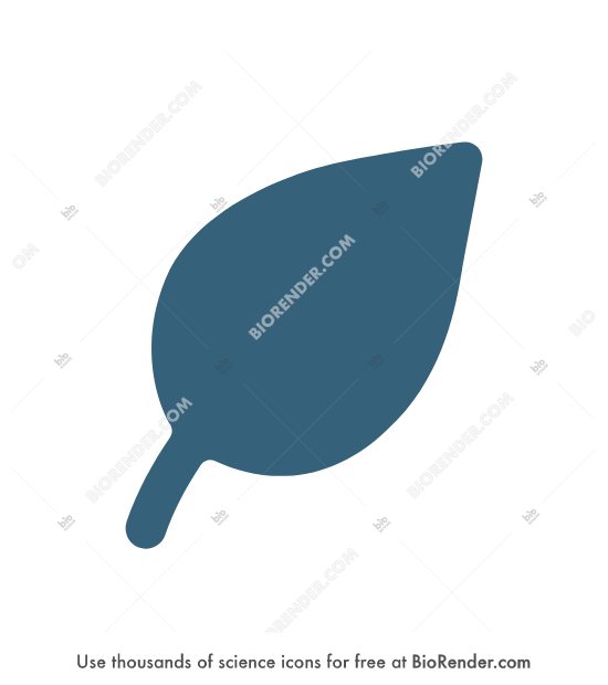Free Leaf (symbol) Icons, Symbols & Images | BioRender