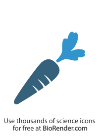 Free Carrot (symbol) Icons, Symbols & Images | BioRender
