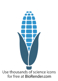 Free Corn (symbol) Icons, Symbols & Images | BioRender