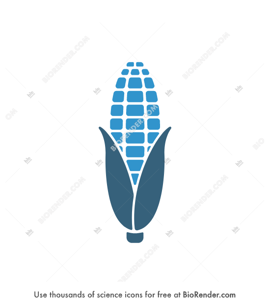 Free Corn (symbol) Icons, Symbols & Images | BioRender